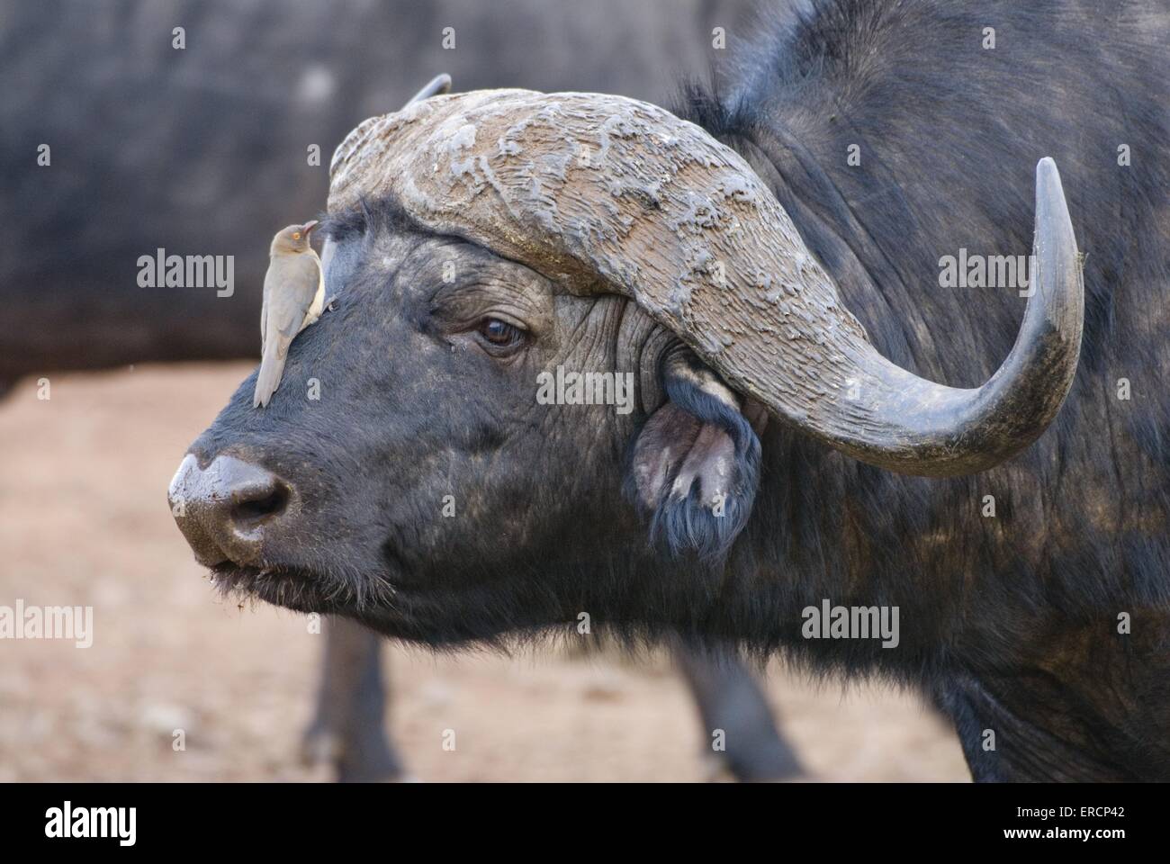Buffalo syncerus aberdare national park hi-res stock photography and ...