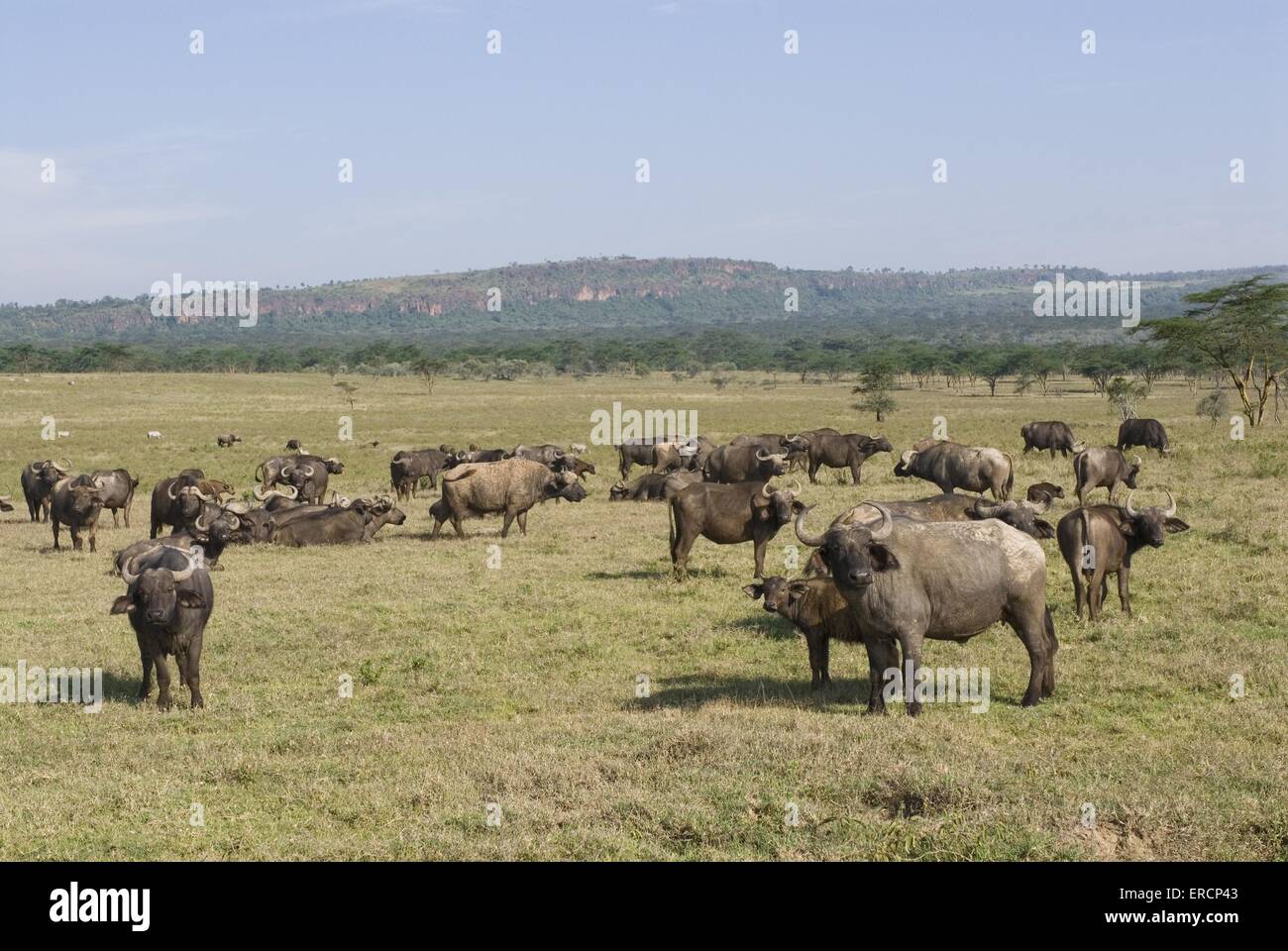 African ruminants hi-res stock photography and images - Alamy