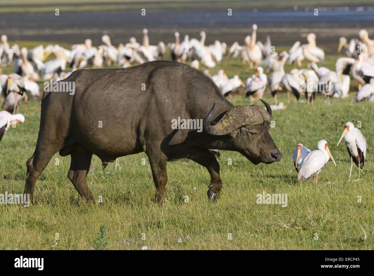 Buffalo yellow grass hi-res stock photography and images - Alamy