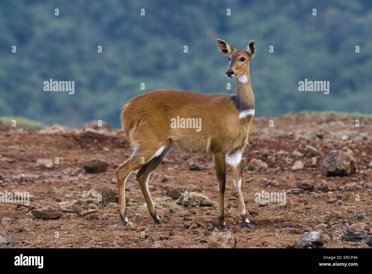 Bushbucks hi-res stock photography and images - Alamy