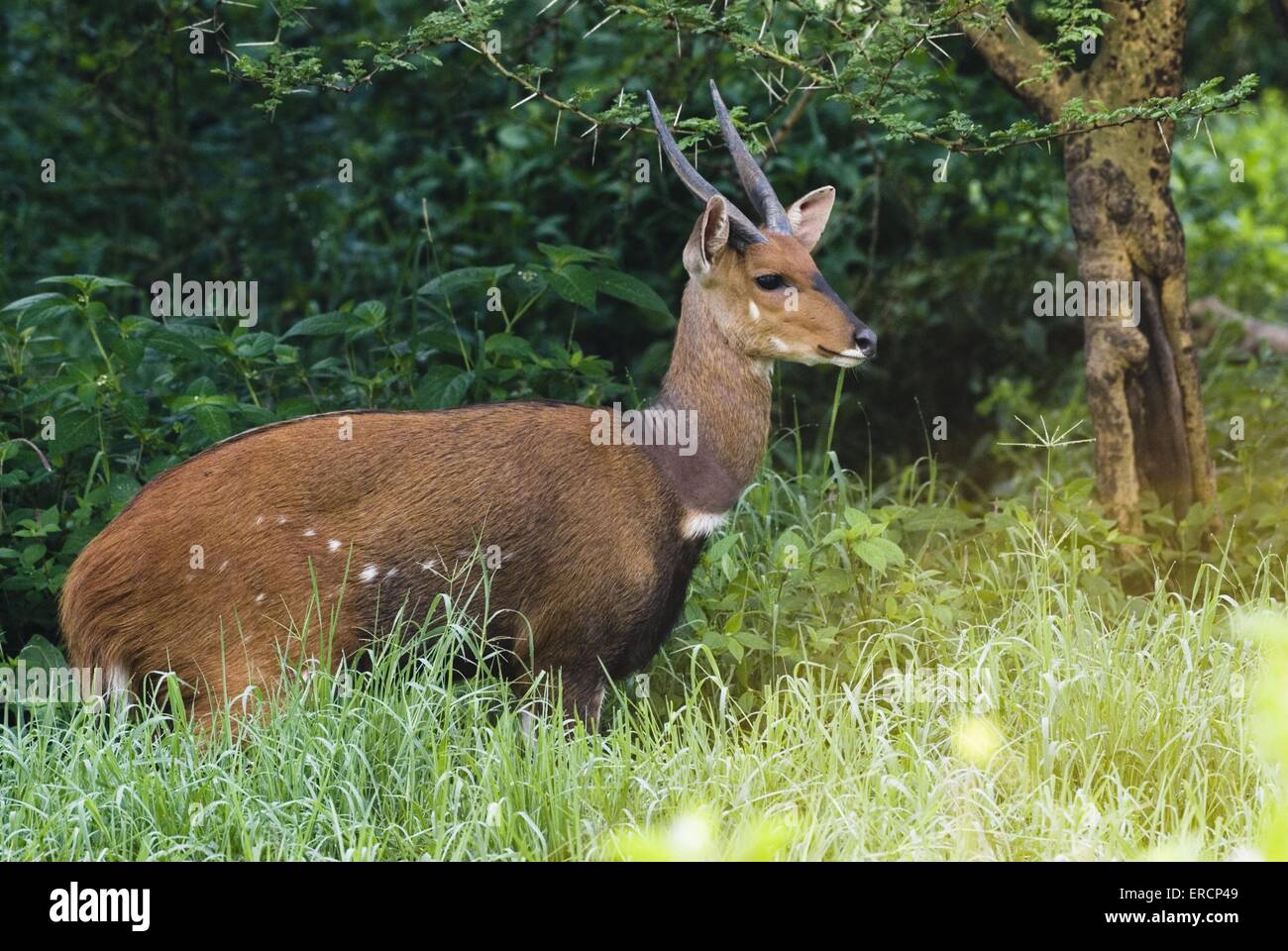 Bushbucks hi-res stock photography and images - Alamy