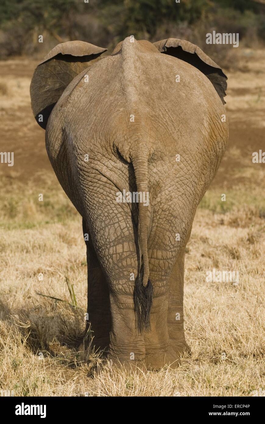 Elephant Backside High Resolution Stock Photography and Images - Alamy