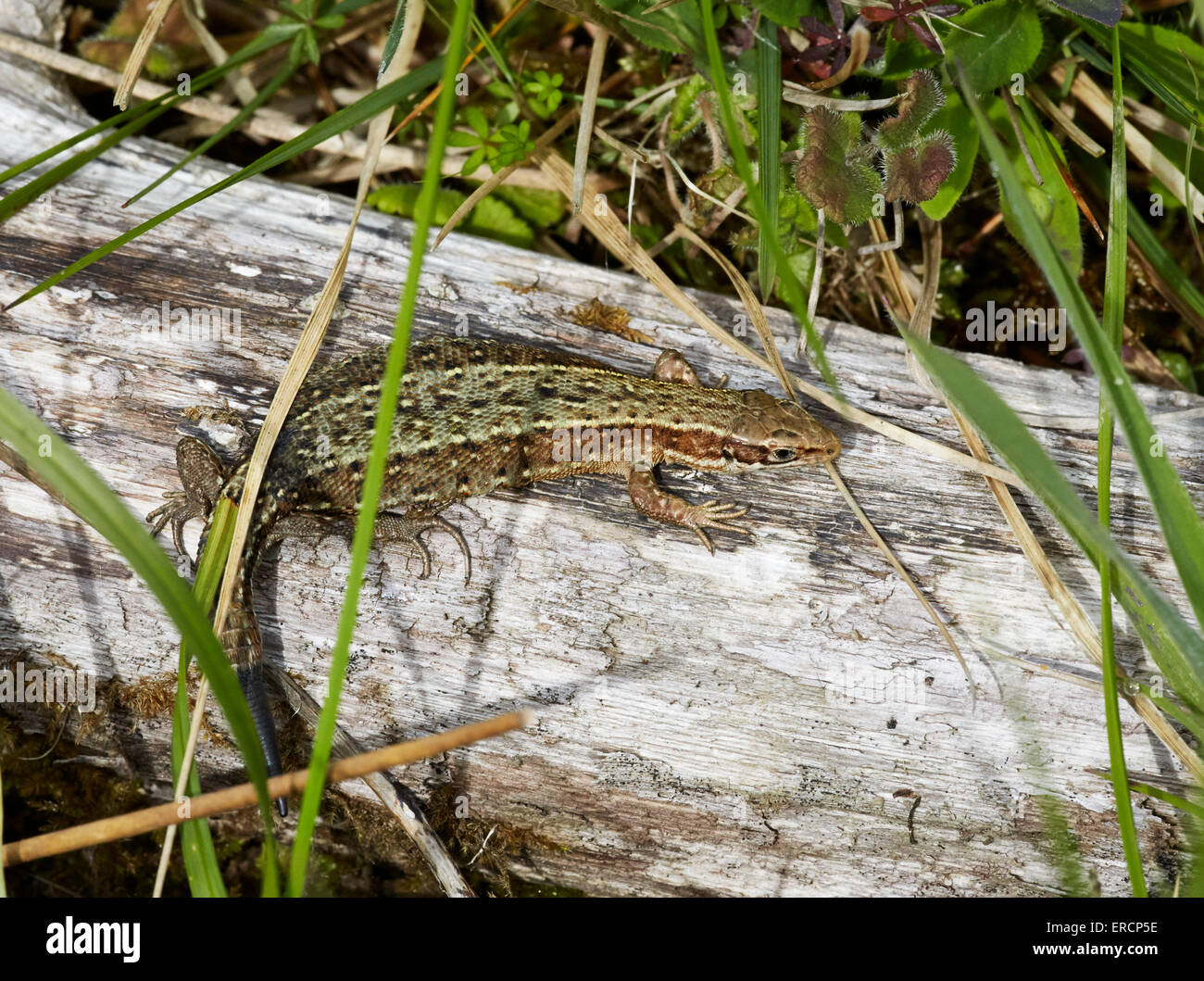 Lizard on a log hi-res stock photography and images - Alamy