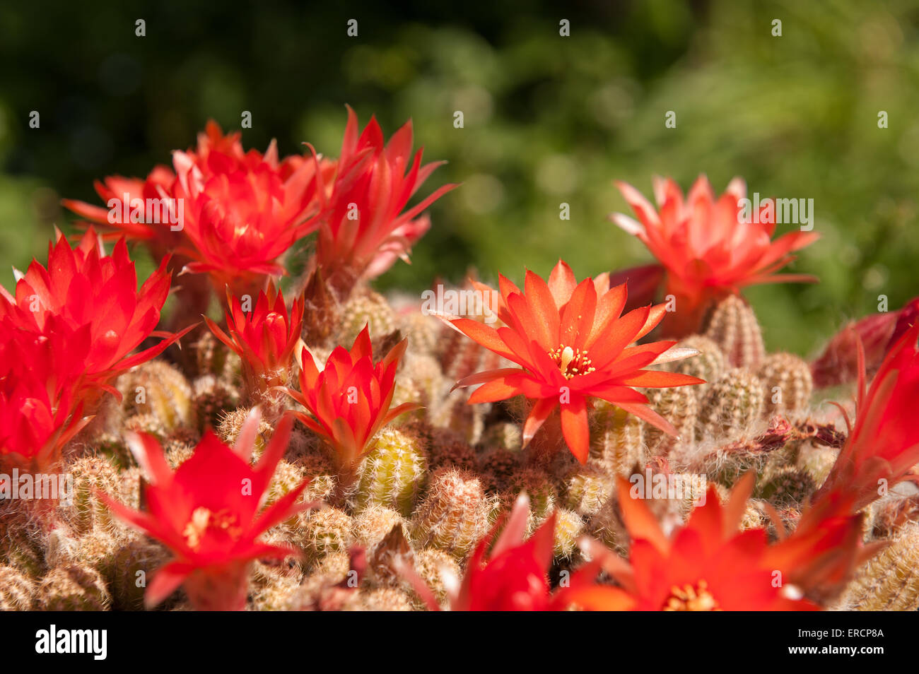 red cactus flower covered in yellow pollen bright petals against darker ...