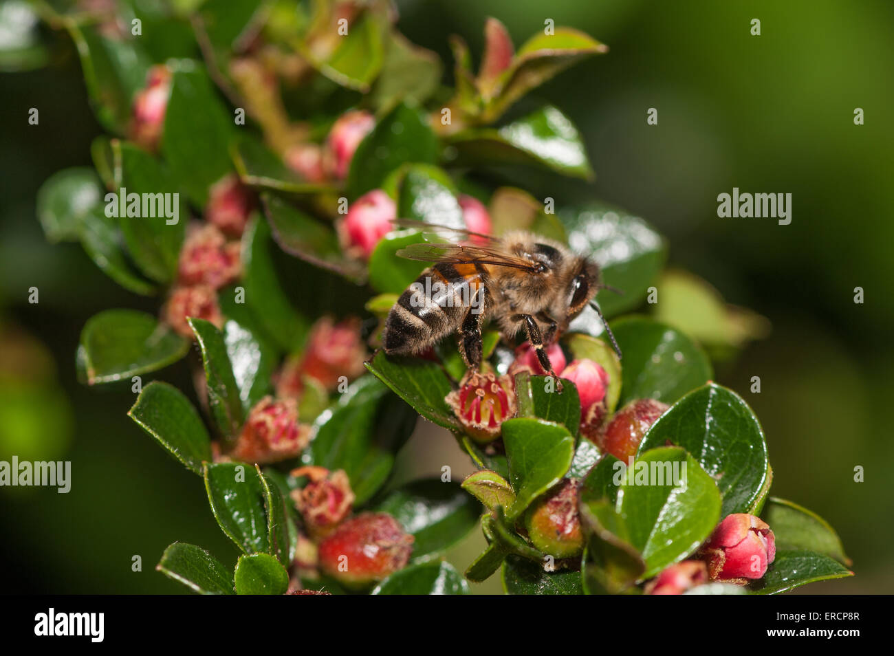 honey bee worker drinking sucking up nectar with proboscis on ...