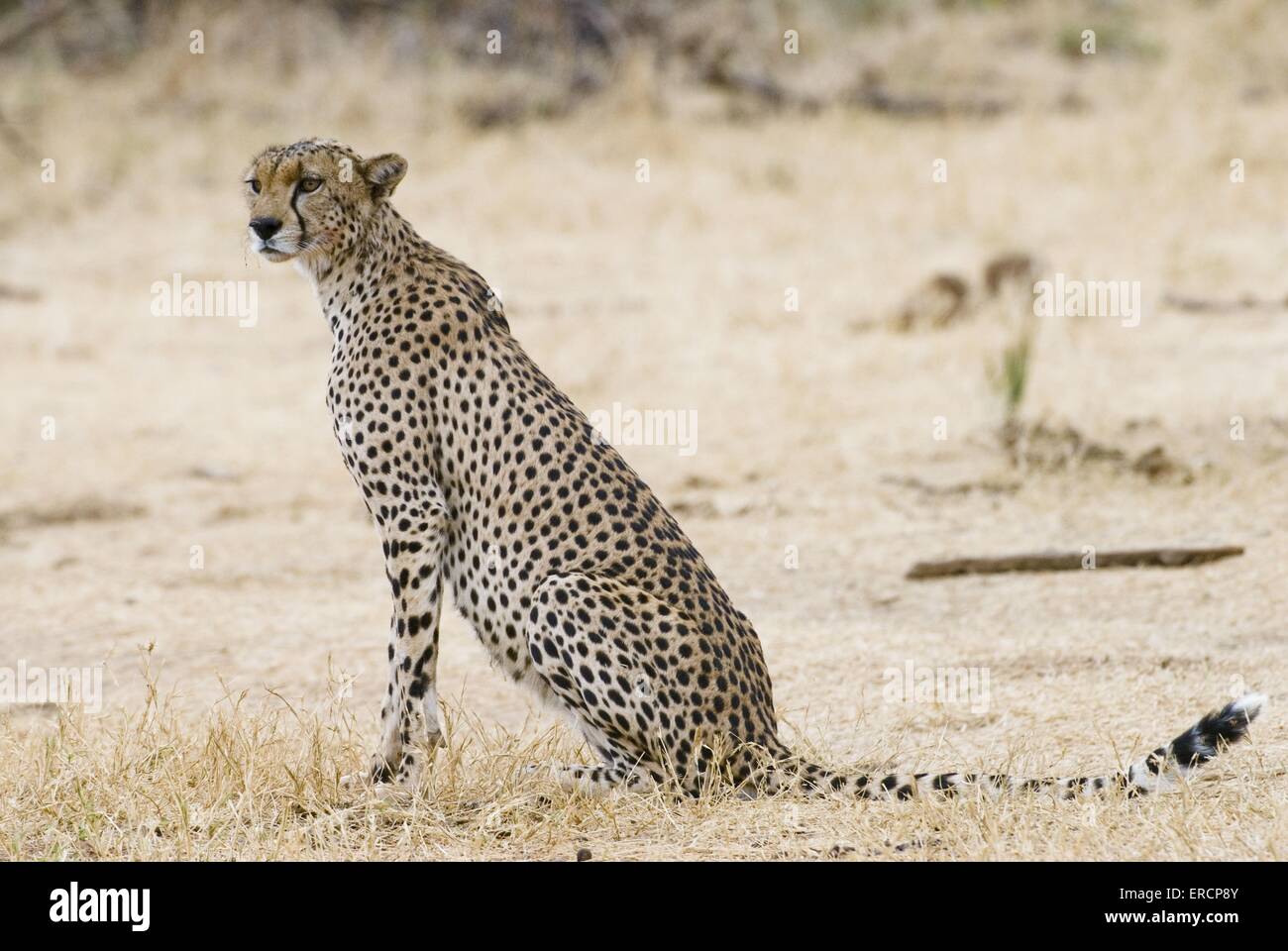 Single adult cheetah sitting hi-res stock photography and images - Alamy