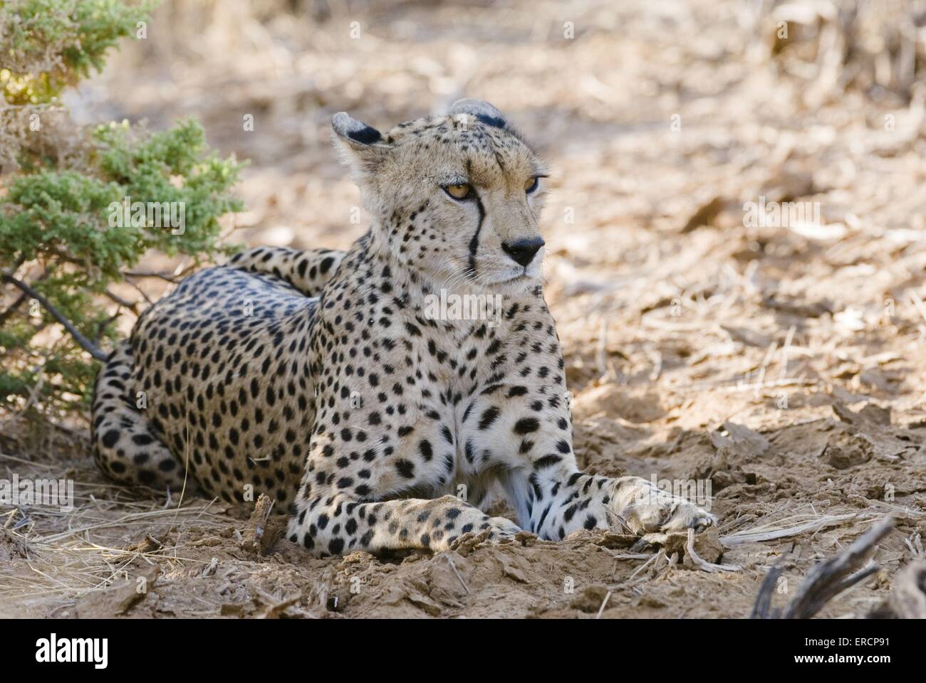 Cheetah shadow hi-res stock photography and images - Alamy