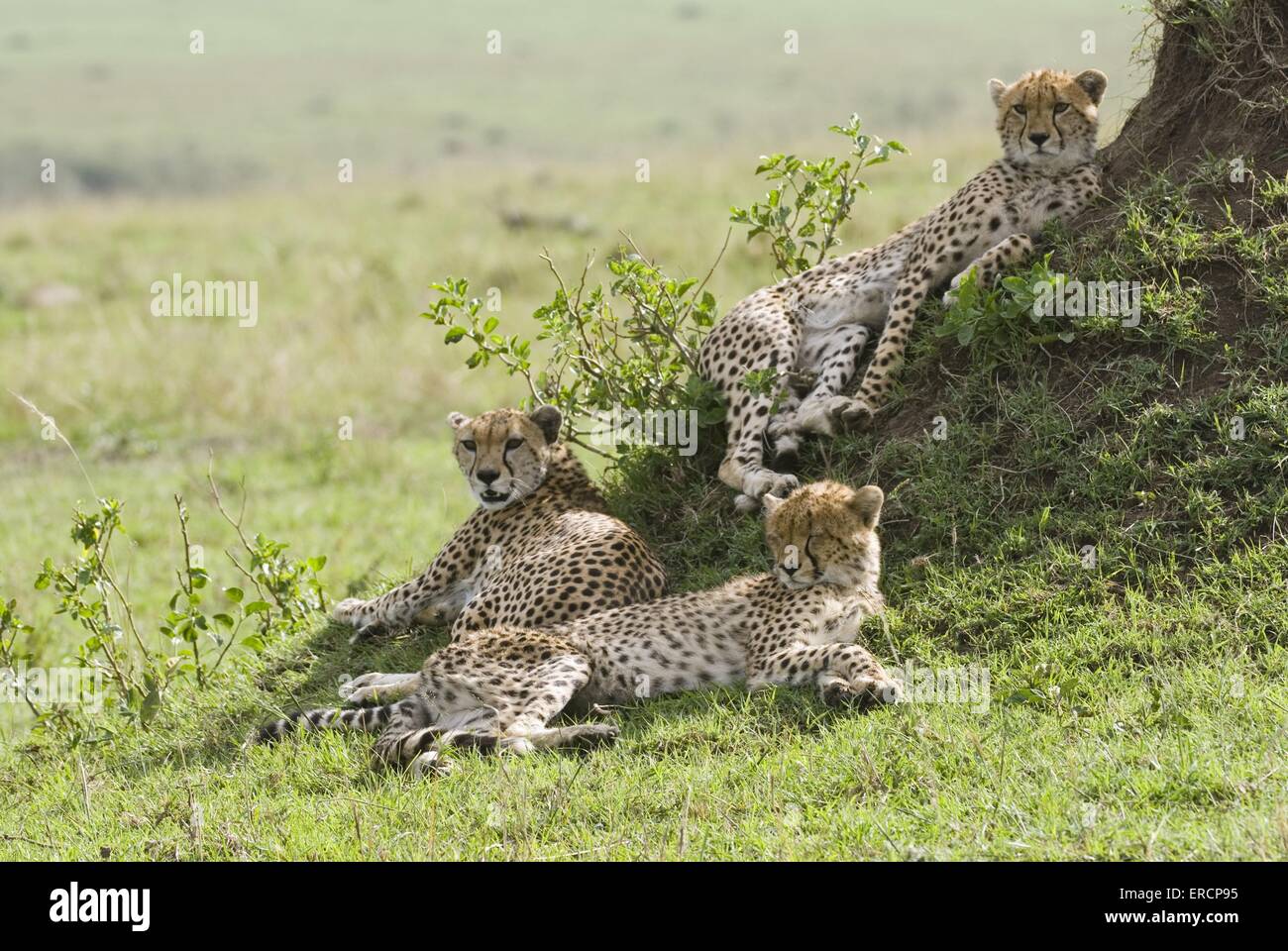 3 cheetahs hi-res stock photography and images - Alamy