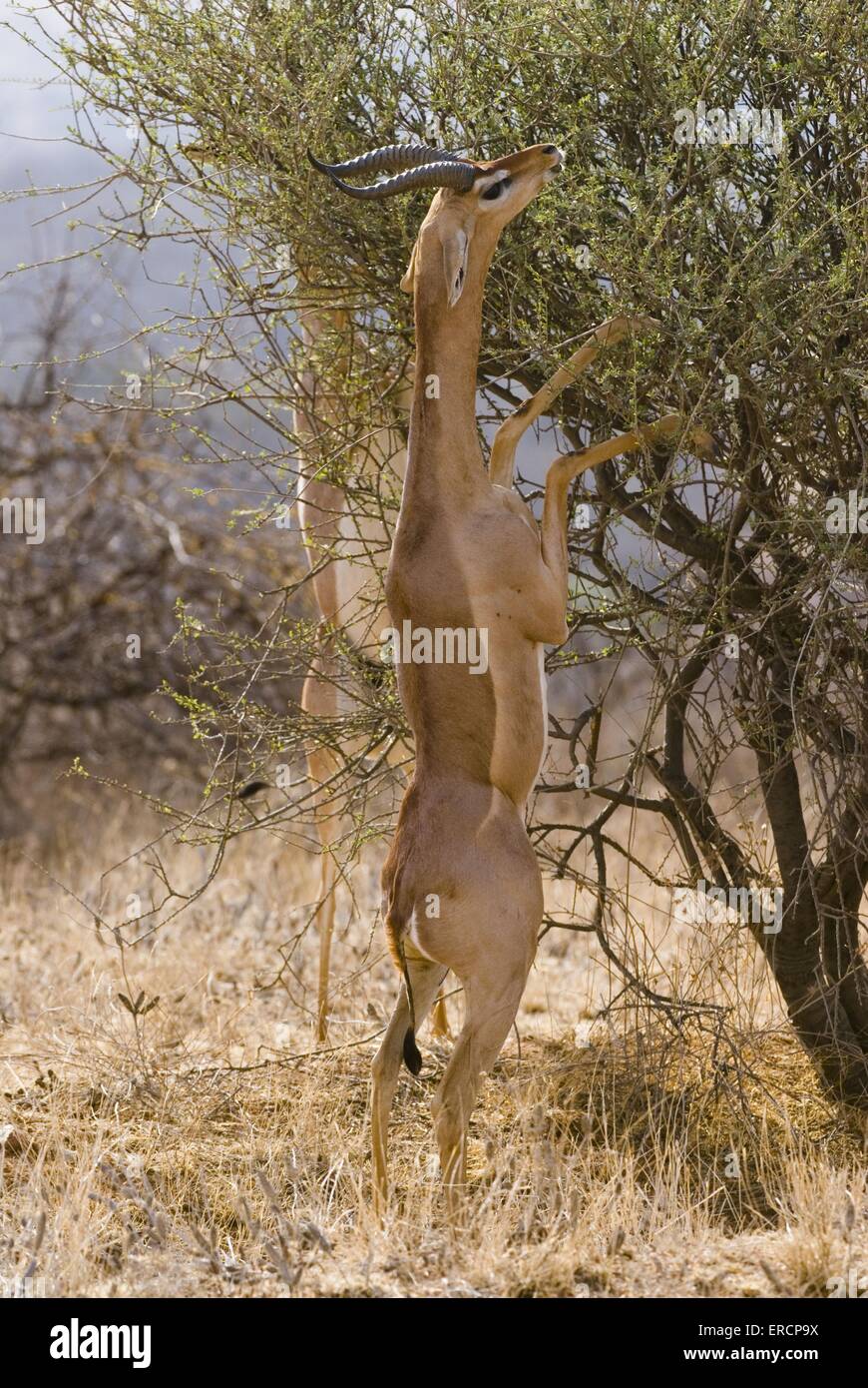 Gerenuks hi-res stock photography and images - Alamy