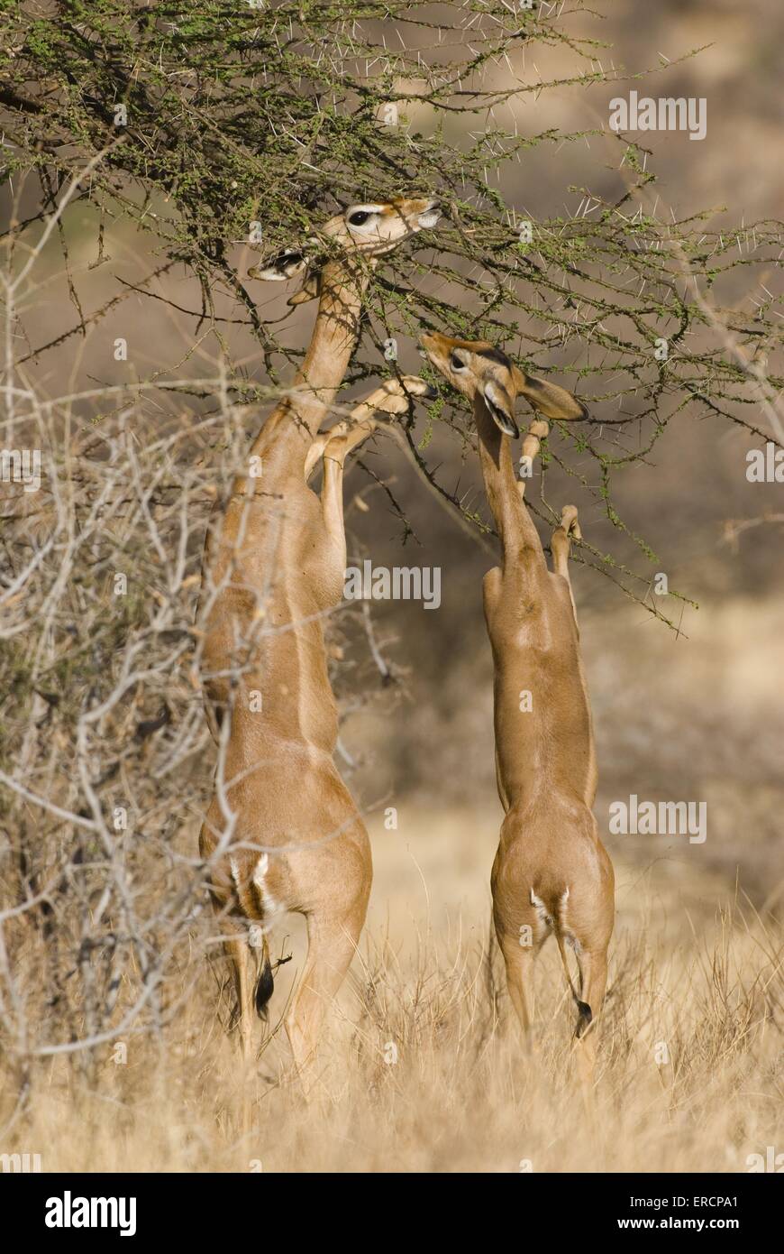 Gerenuks hi-res stock photography and images - Alamy