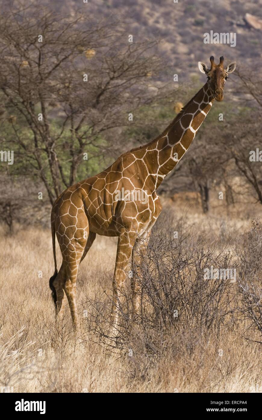 Reticulated eye hi-res stock photography and images - Alamy