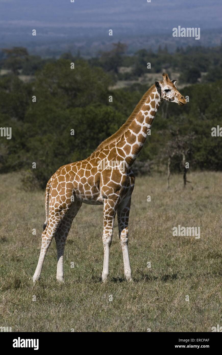 Reticulated giraffe giraffa reticulata adult hi-res stock photography ...