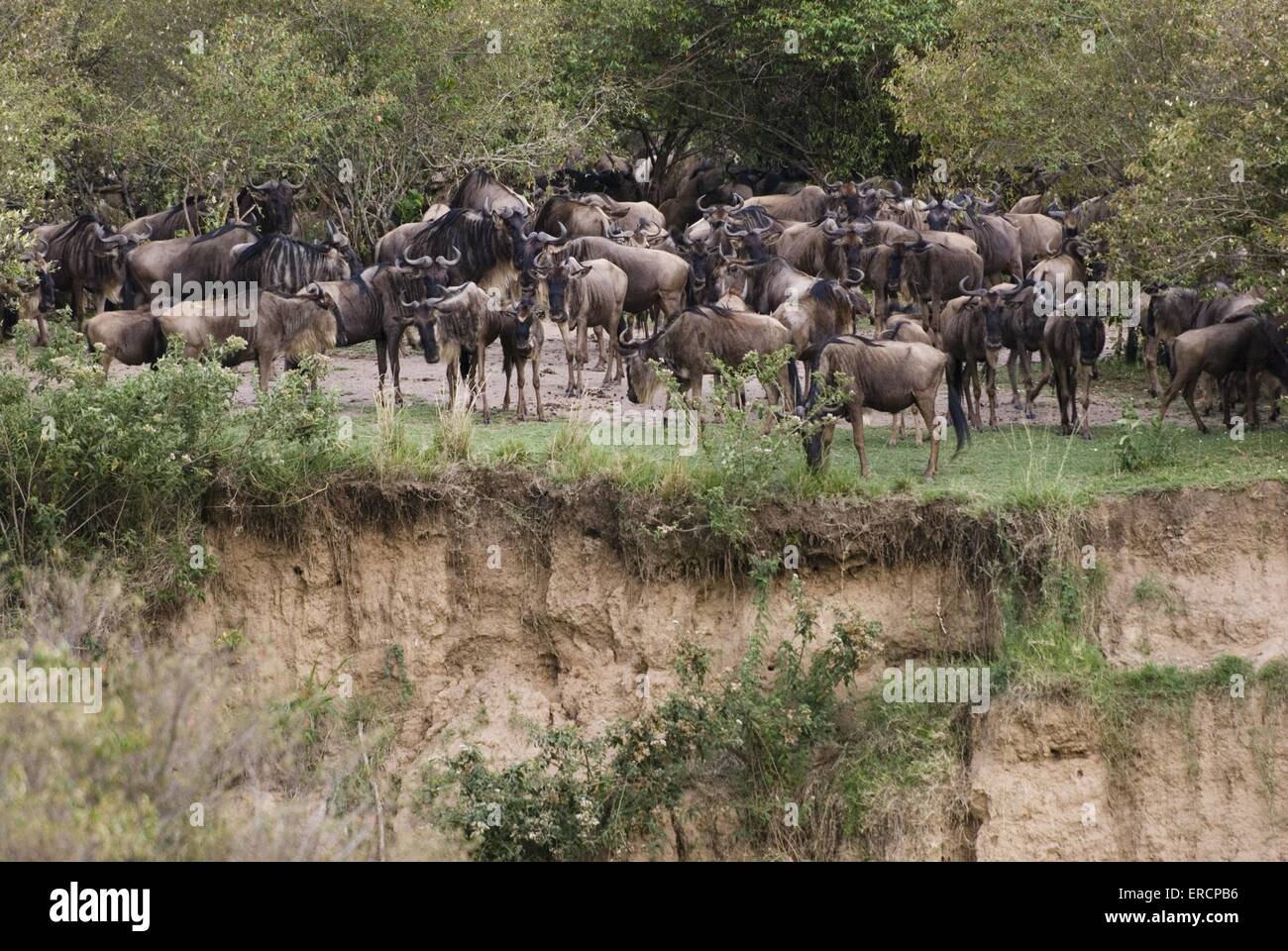 migration of blue wildebeest Stock Photo - Alamy