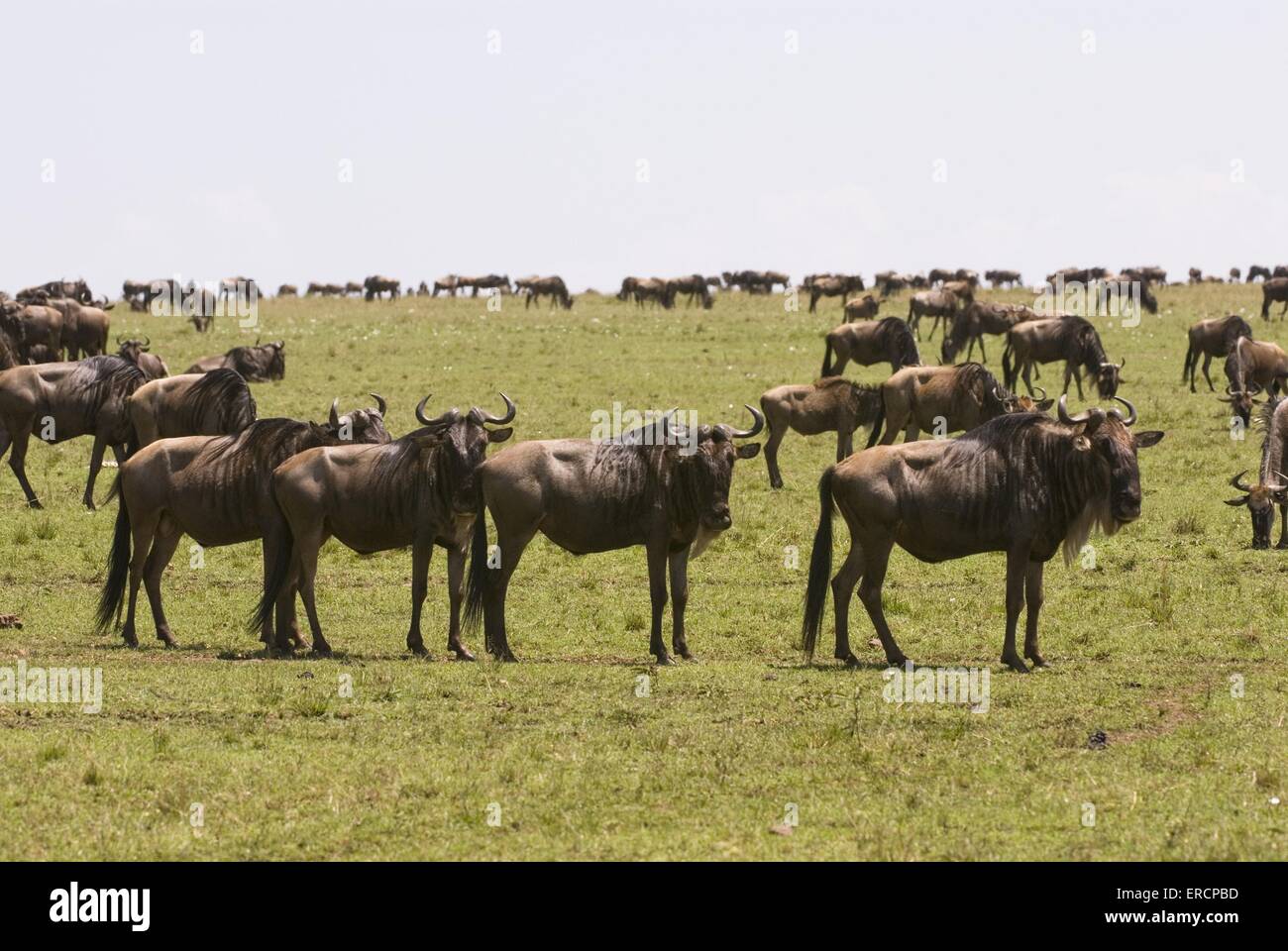 Blue wildebeest eating grass hi-res stock photography and images - Alamy