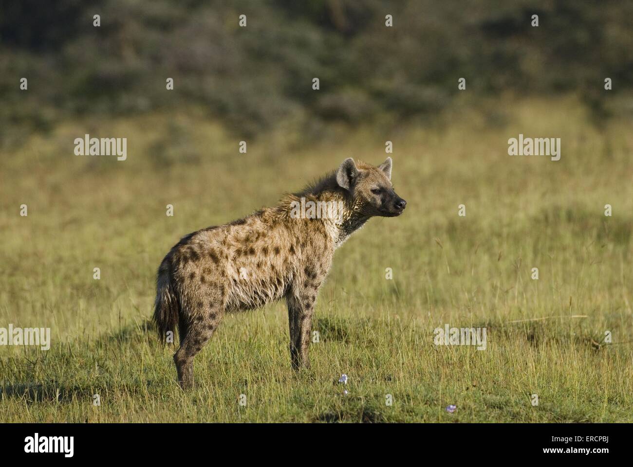 Side view hyena hi-res stock photography and images - Alamy