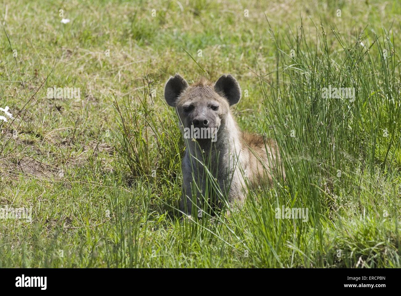 Hyena laying hi-res stock photography and images - Alamy