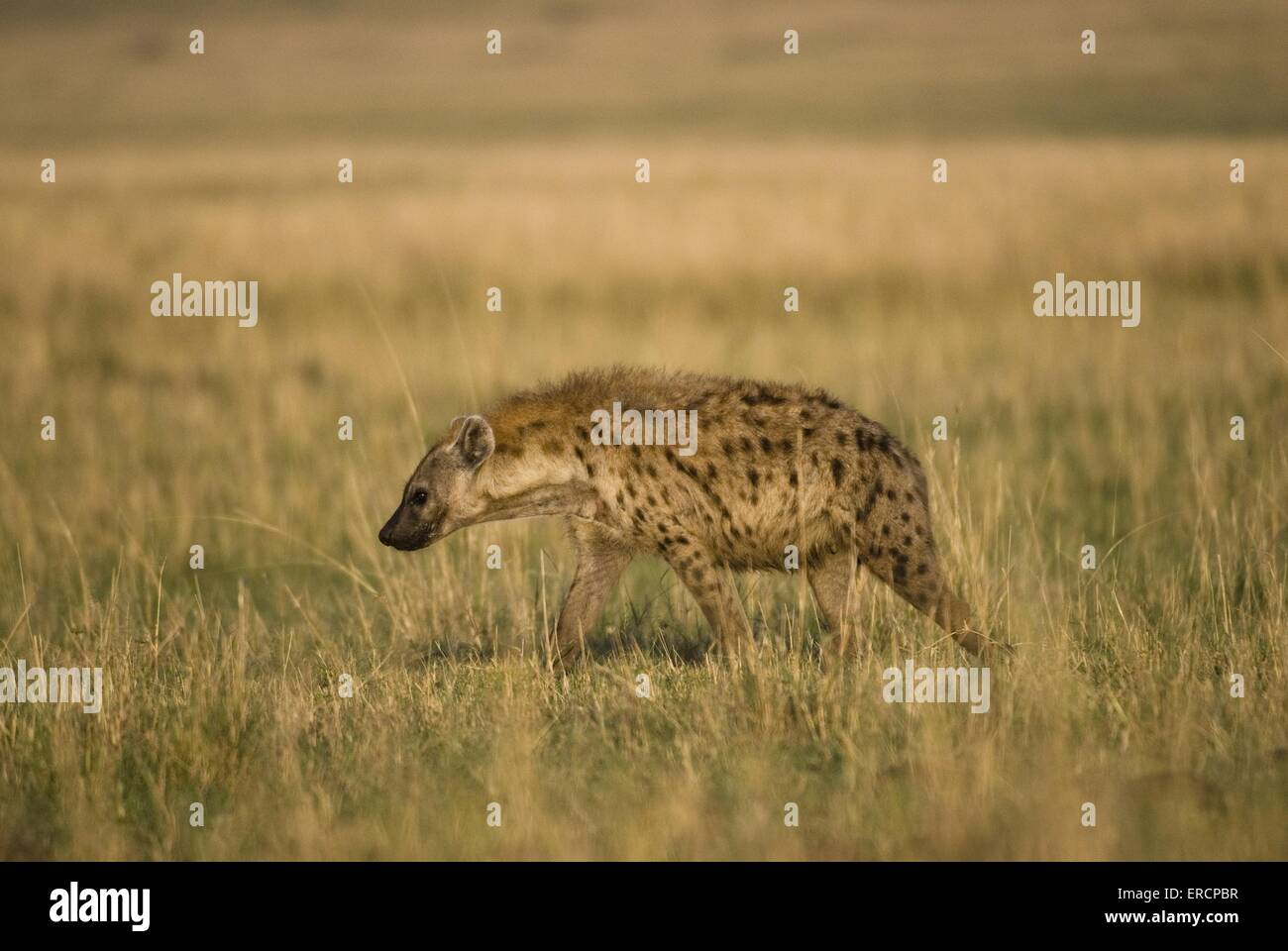 Hyena side profile hi-res stock photography and images - Alamy