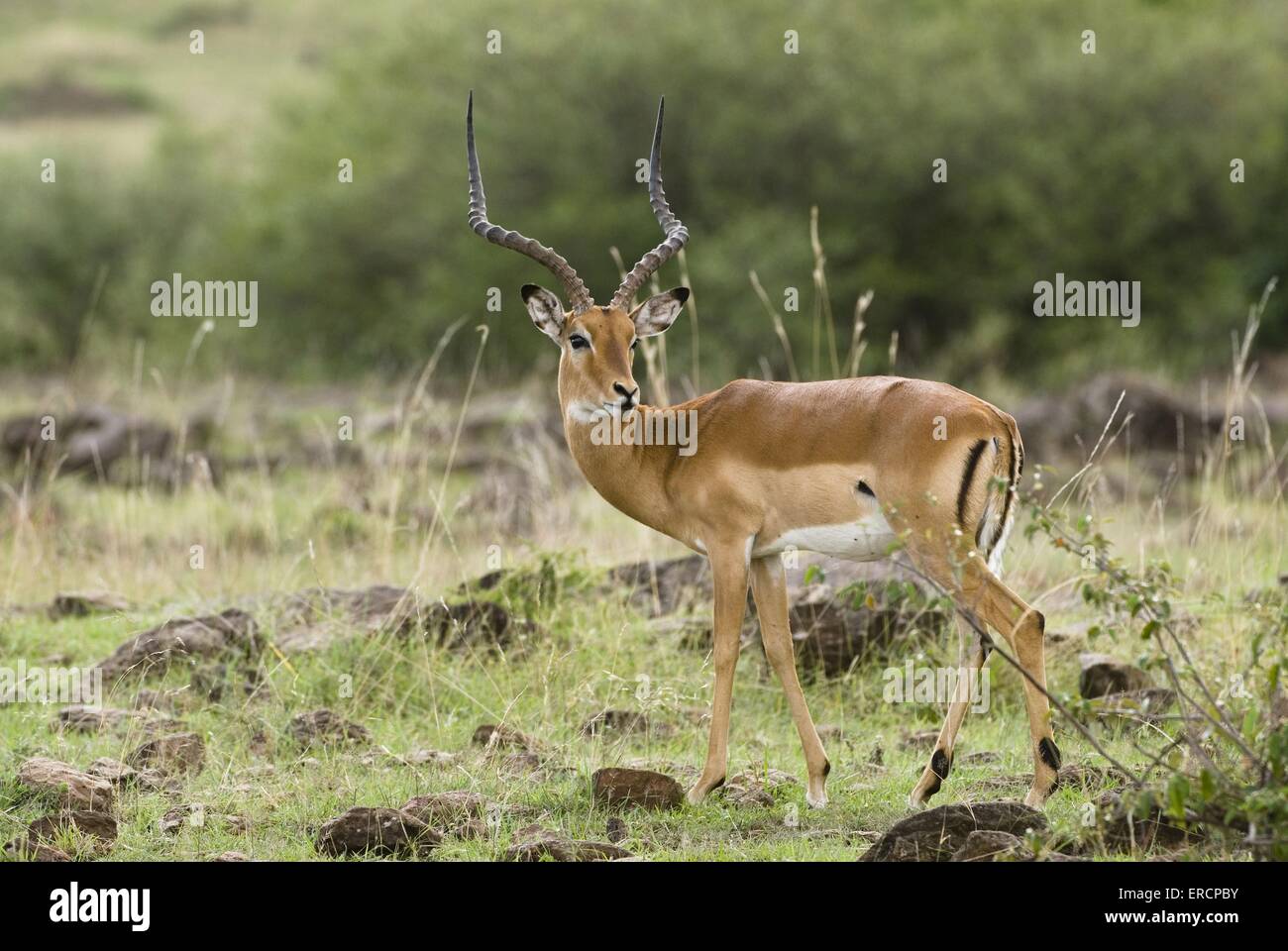 Side view of a male impala hi-res stock photography and images - Alamy
