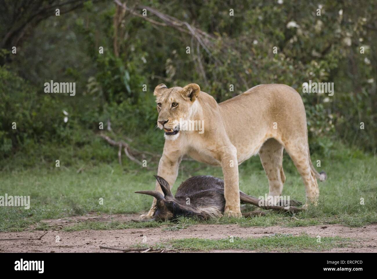 Lion killing prey hi-res stock photography and images - Alamy