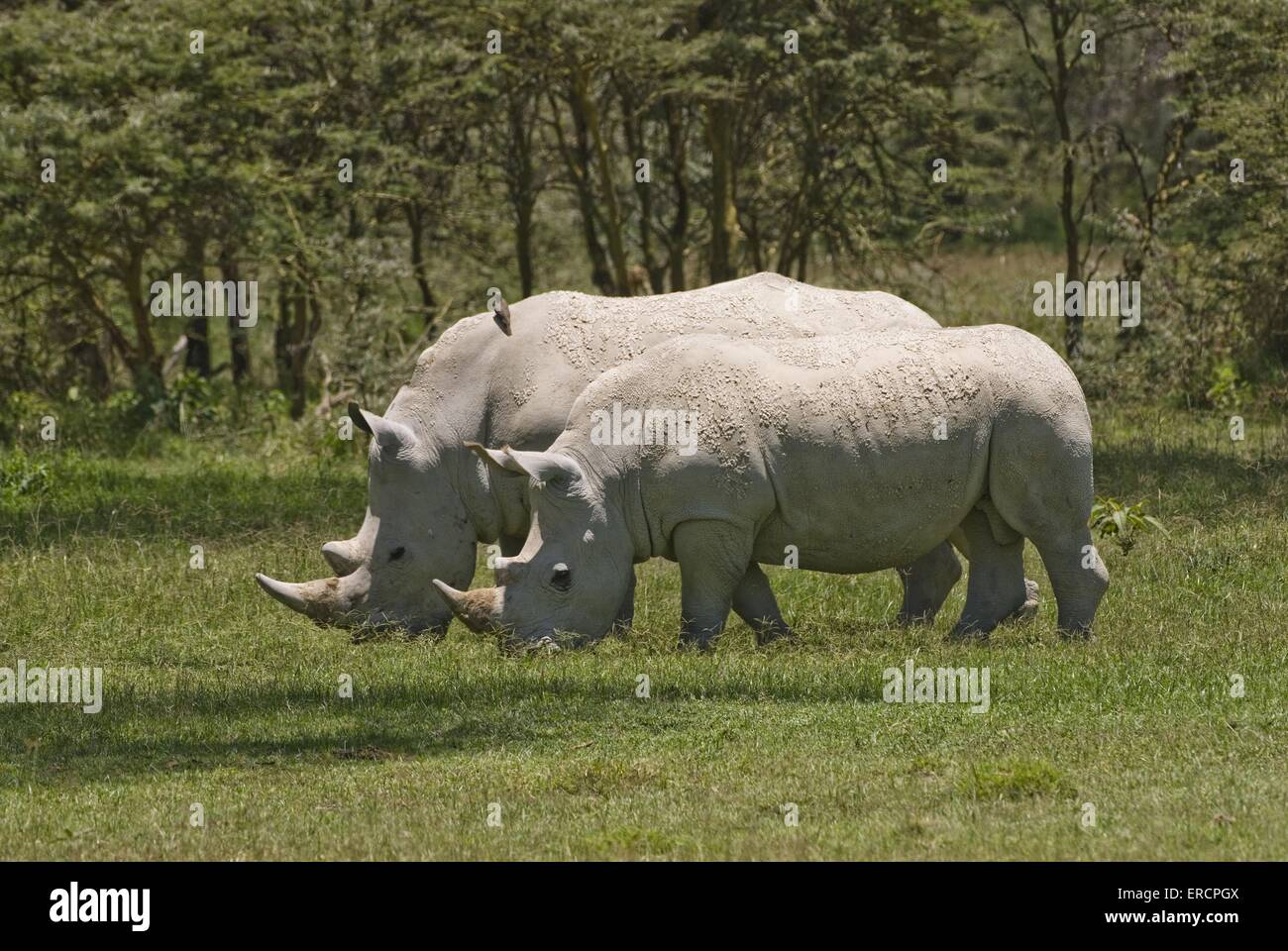 Browse rhino hi-res stock photography and images - Alamy