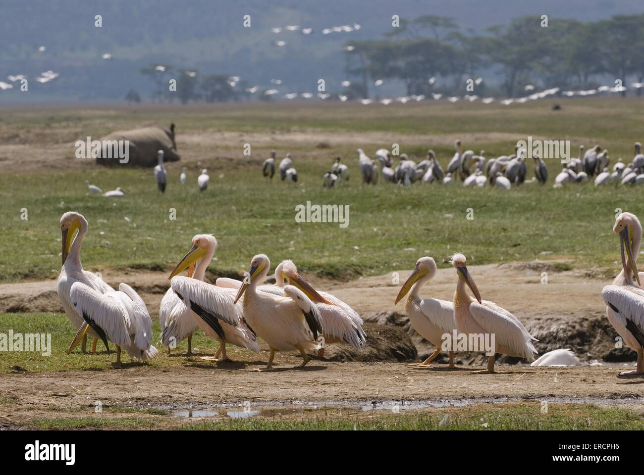 great white pelicans Stock Photo - Alamy