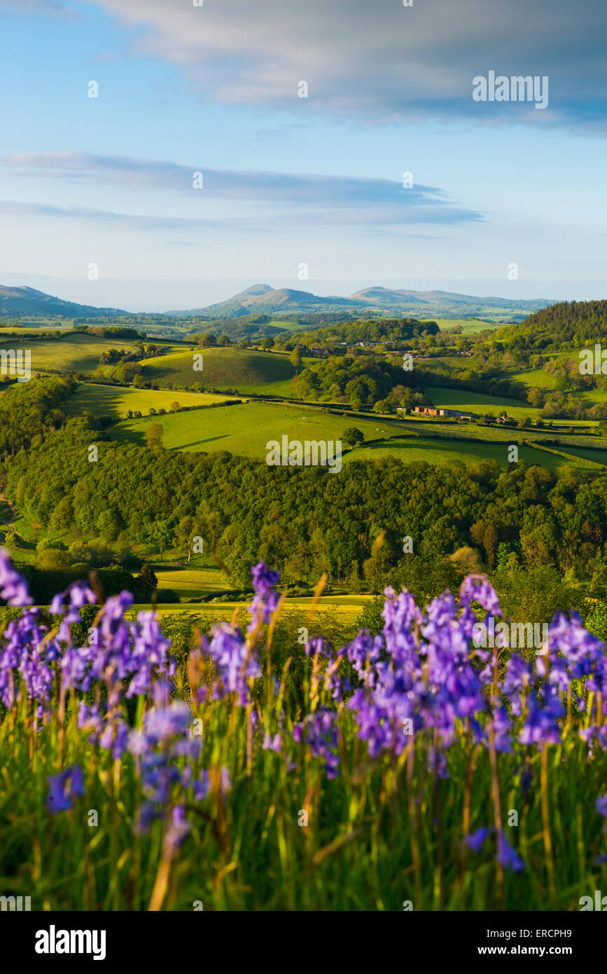Evening sunlight on the Stretton Hills seen from Burrow Hill Iron Age ...