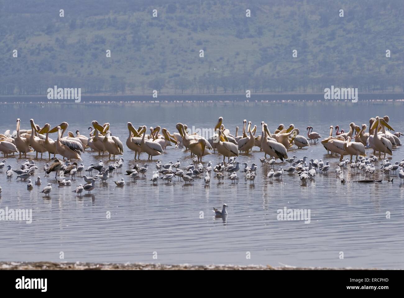 great white pelicans Stock Photo - Alamy