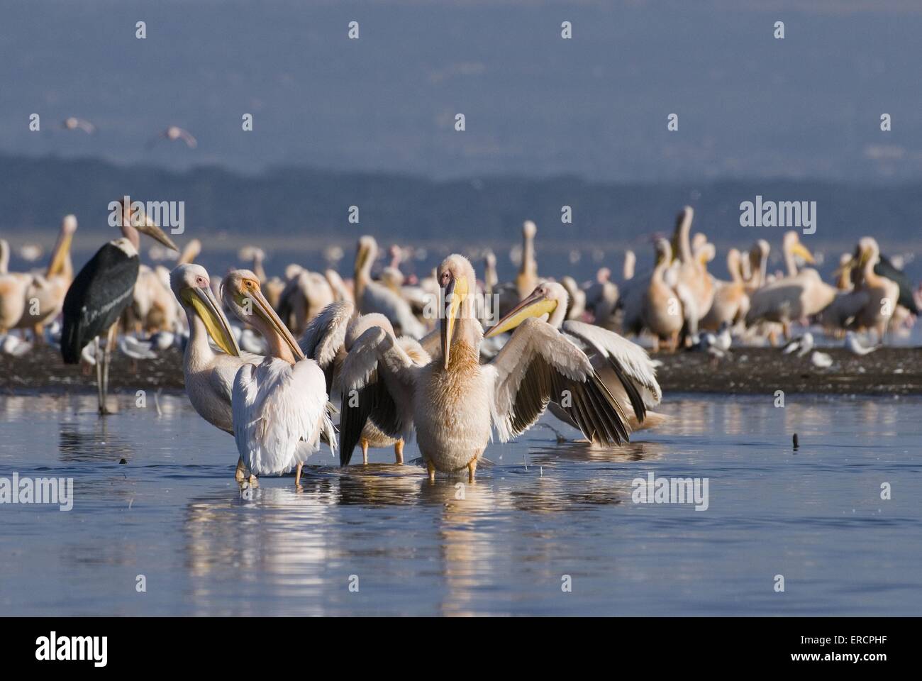 great white pelicans Stock Photo - Alamy