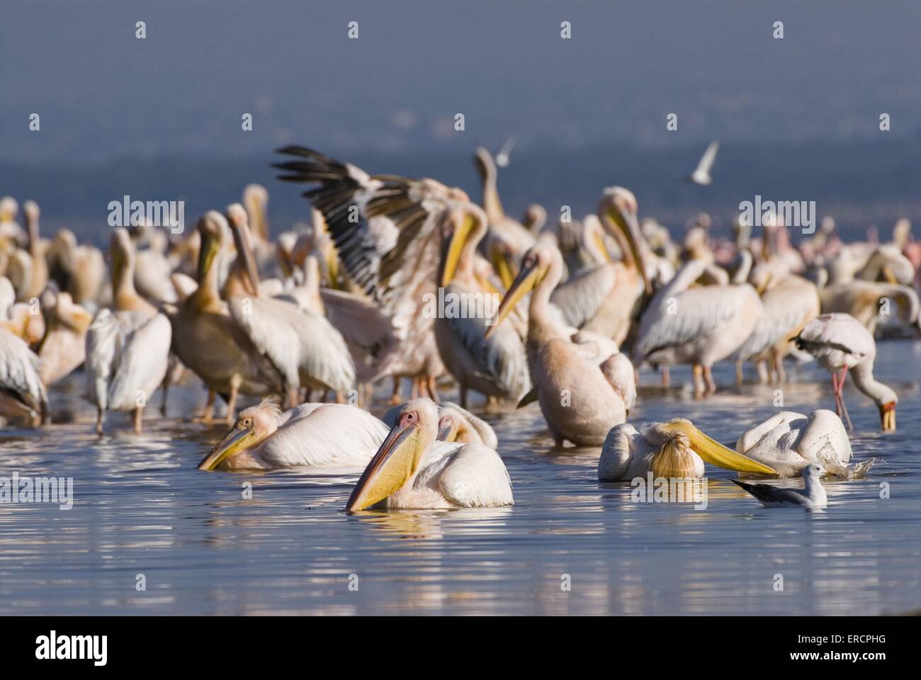 great white pelicans Stock Photo - Alamy