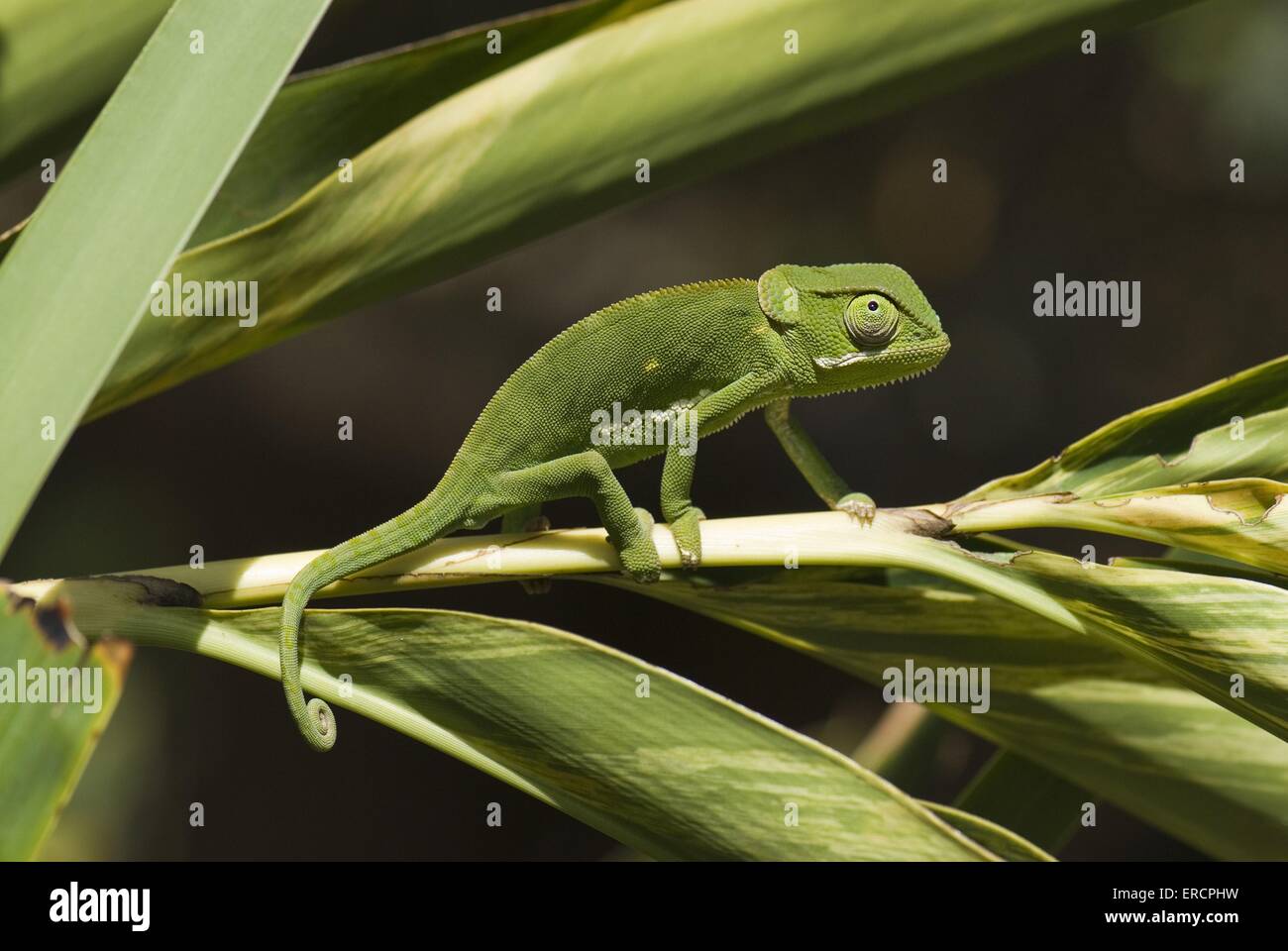Flap necked chameleons hi-res stock photography and images - Alamy