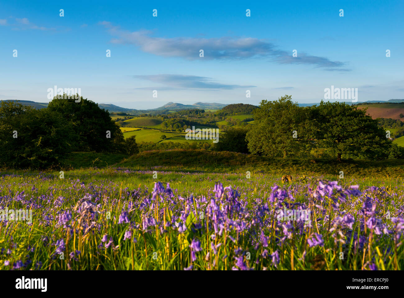 Evening sunlight on the South Shropshire countryside seen from Burrow ...