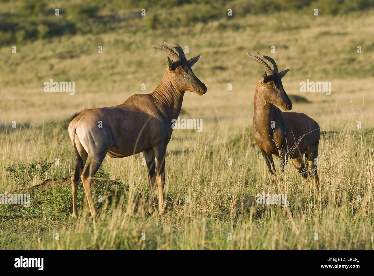 Red topi hi-res stock photography and images - Alamy