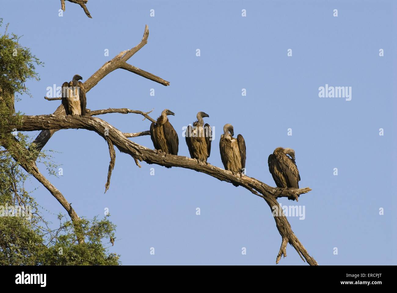 Rueppells griffon vulture gyps rueppellii adult hi-res stock ...