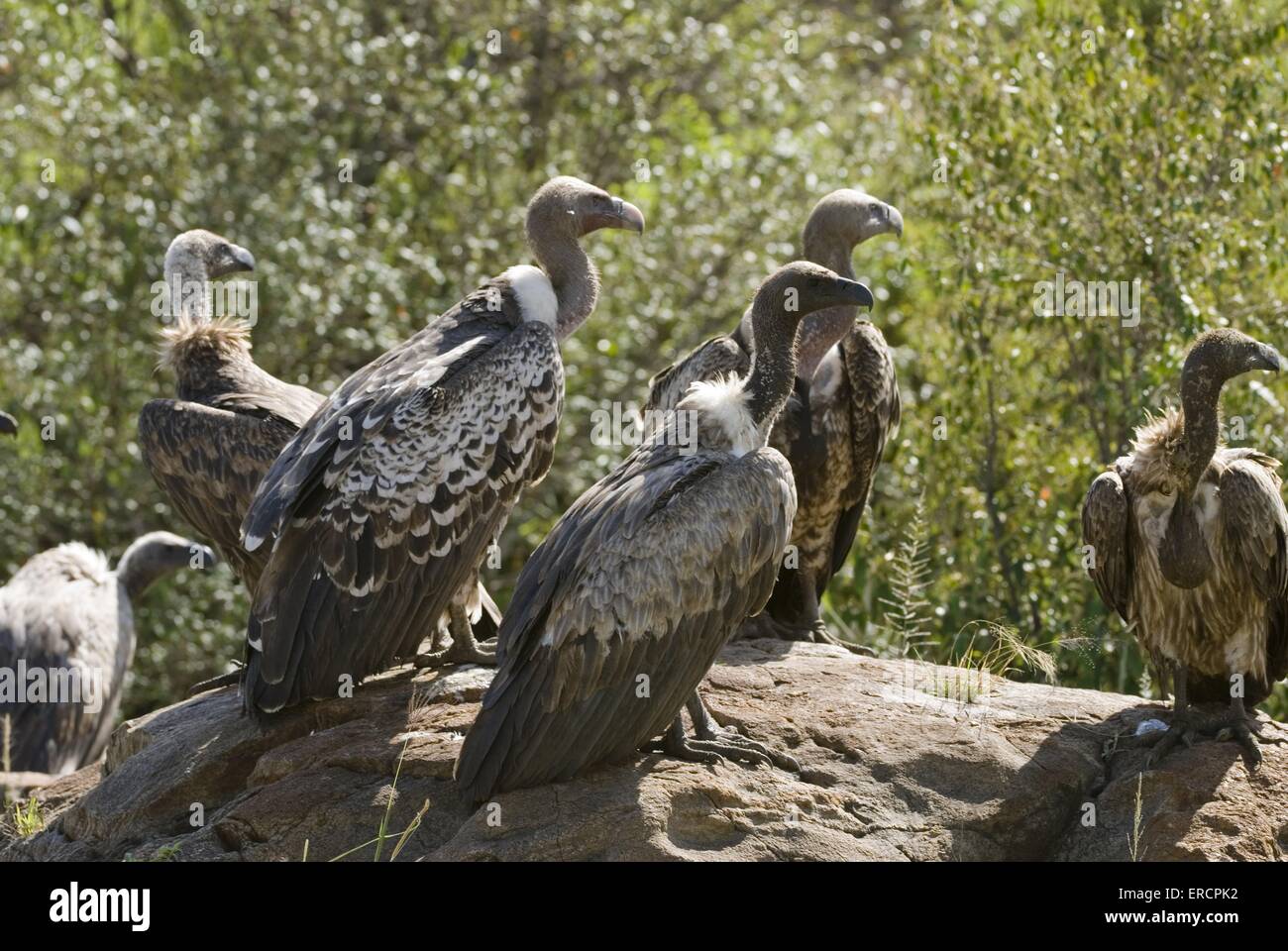 rueppells griffon vultures Stock Photo - Alamy