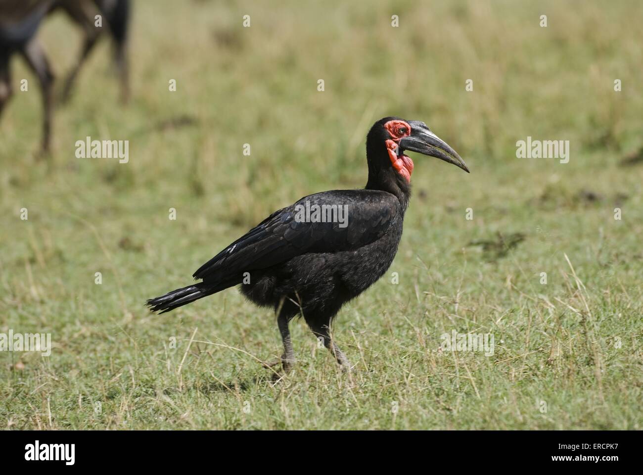 southern ground hornbill Stock Photo - Alamy