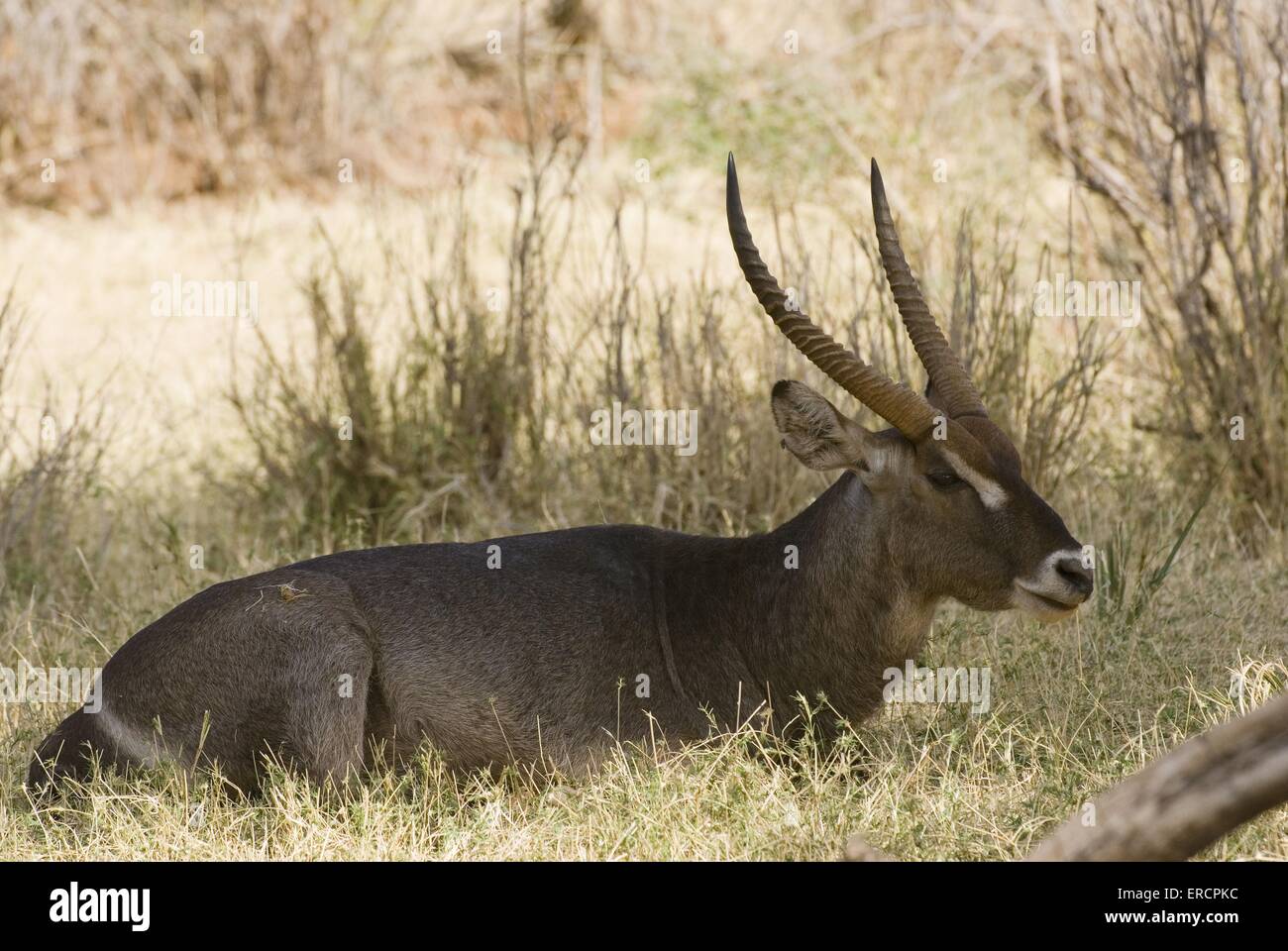 Waterbuck side view hi-res stock photography and images - Alamy