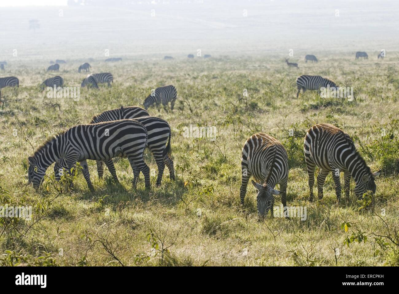 herd of plains zebras Stock Photo - Alamy