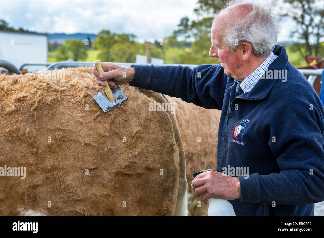 Farmer combing the fur on the back end of a cow in preparation for a ...
