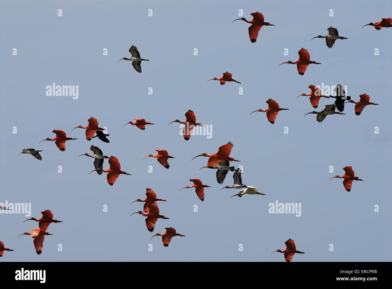 Scarlet ibis flying hi-res stock photography and images - Alamy