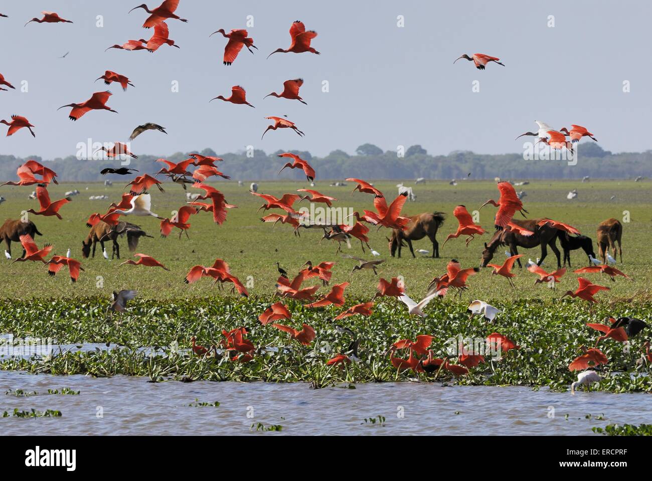 Group of glossy ibis hi-res stock photography and images - Alamy