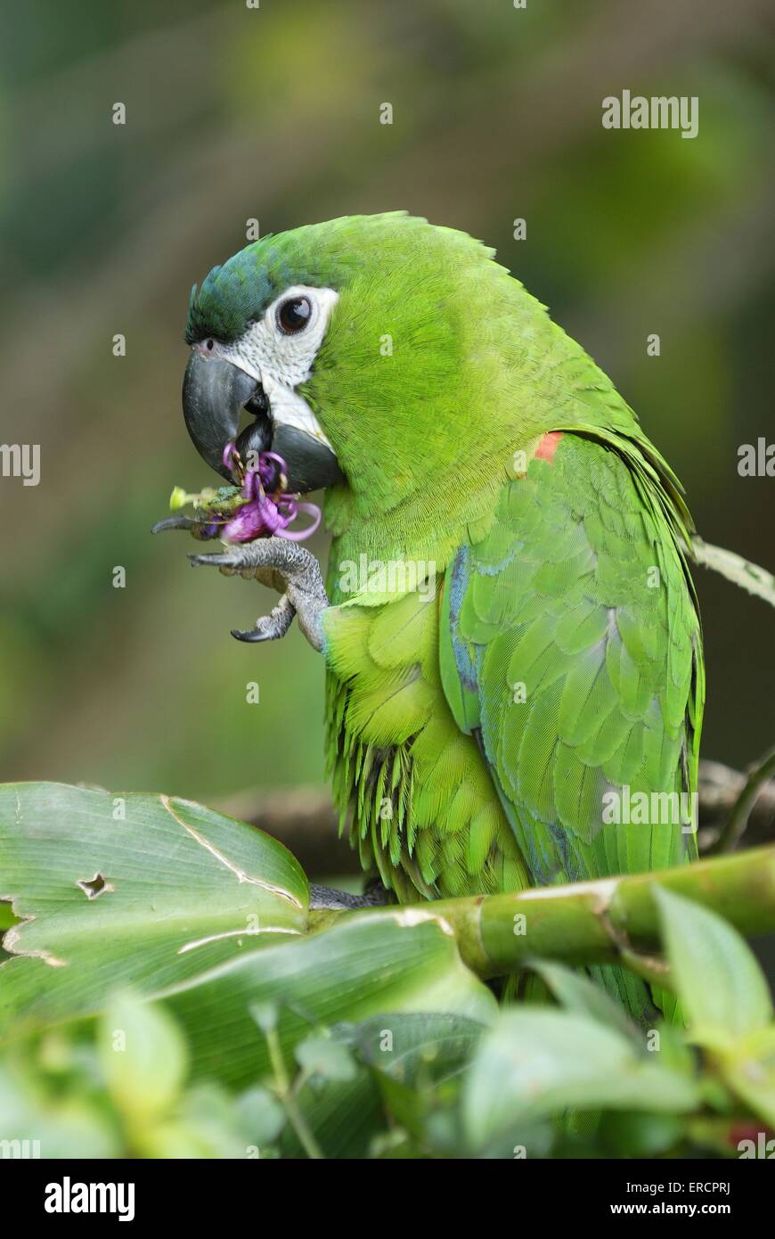 Macaw claw hi-res stock photography and images - Alamy