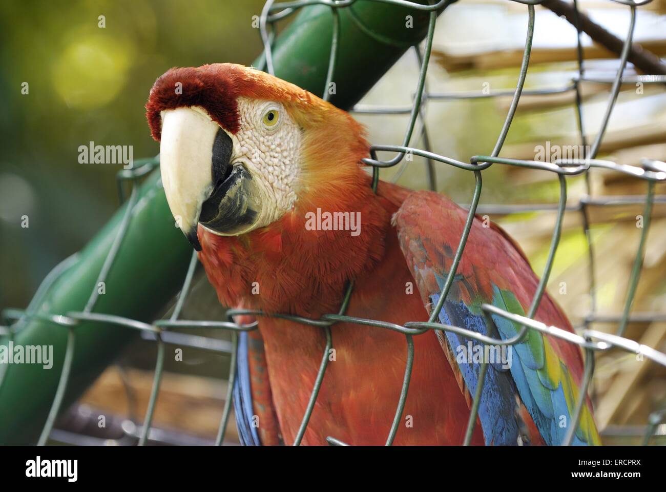 Caged macaw hi-res stock photography and images - Alamy