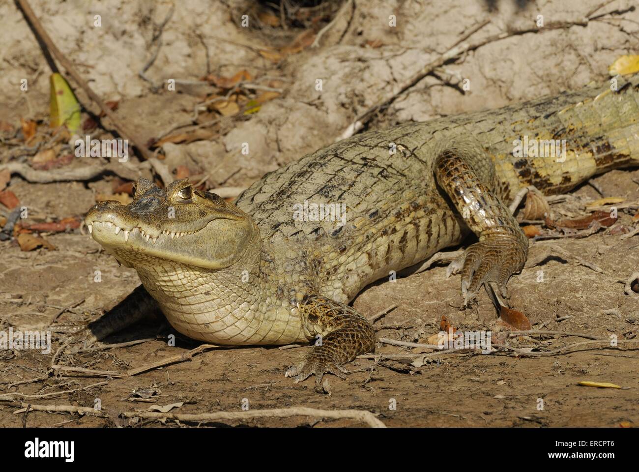 Alligators And Caimans Alligatoridae High Resolution Stock Photography ...