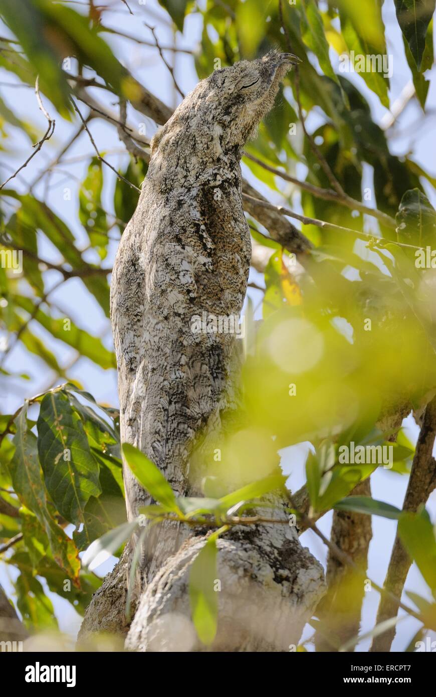 Potoo hi-res stock photography and images - Alamy