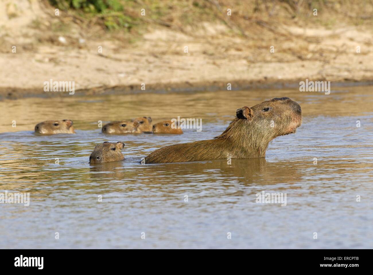 Capybaras bath hi-res stock photography and images - Alamy