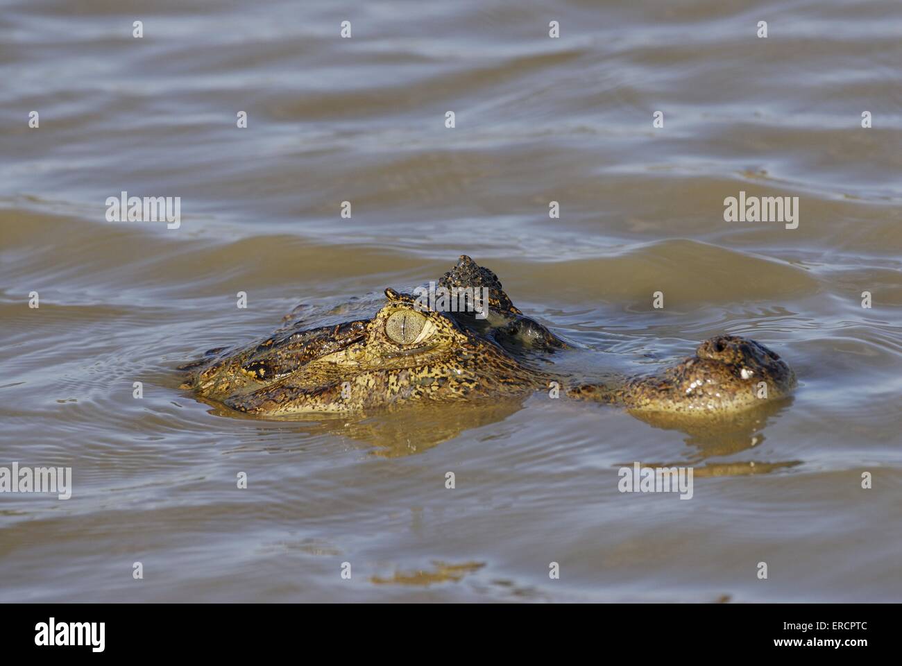 Side view of a caiman hi-res stock photography and images - Alamy