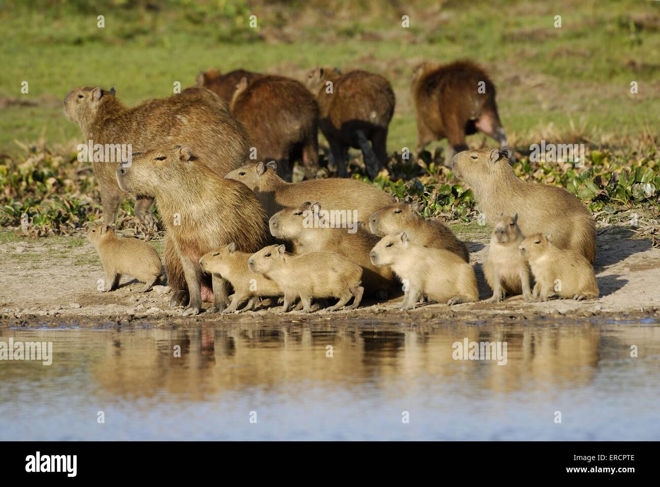 Capibaras hi-res stock photography and images - Alamy