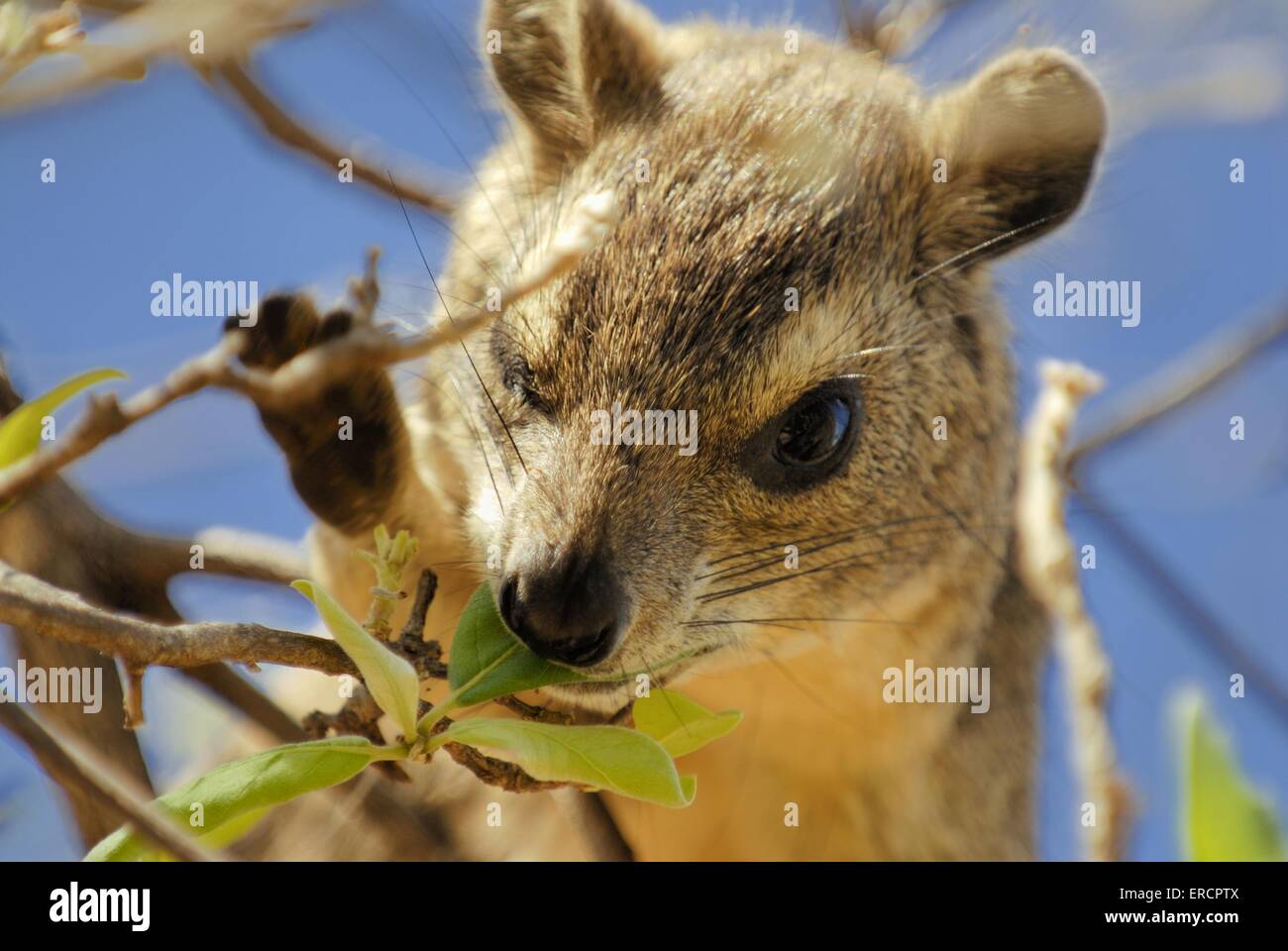Rock hyrax behavior hi-res stock photography and images - Alamy
