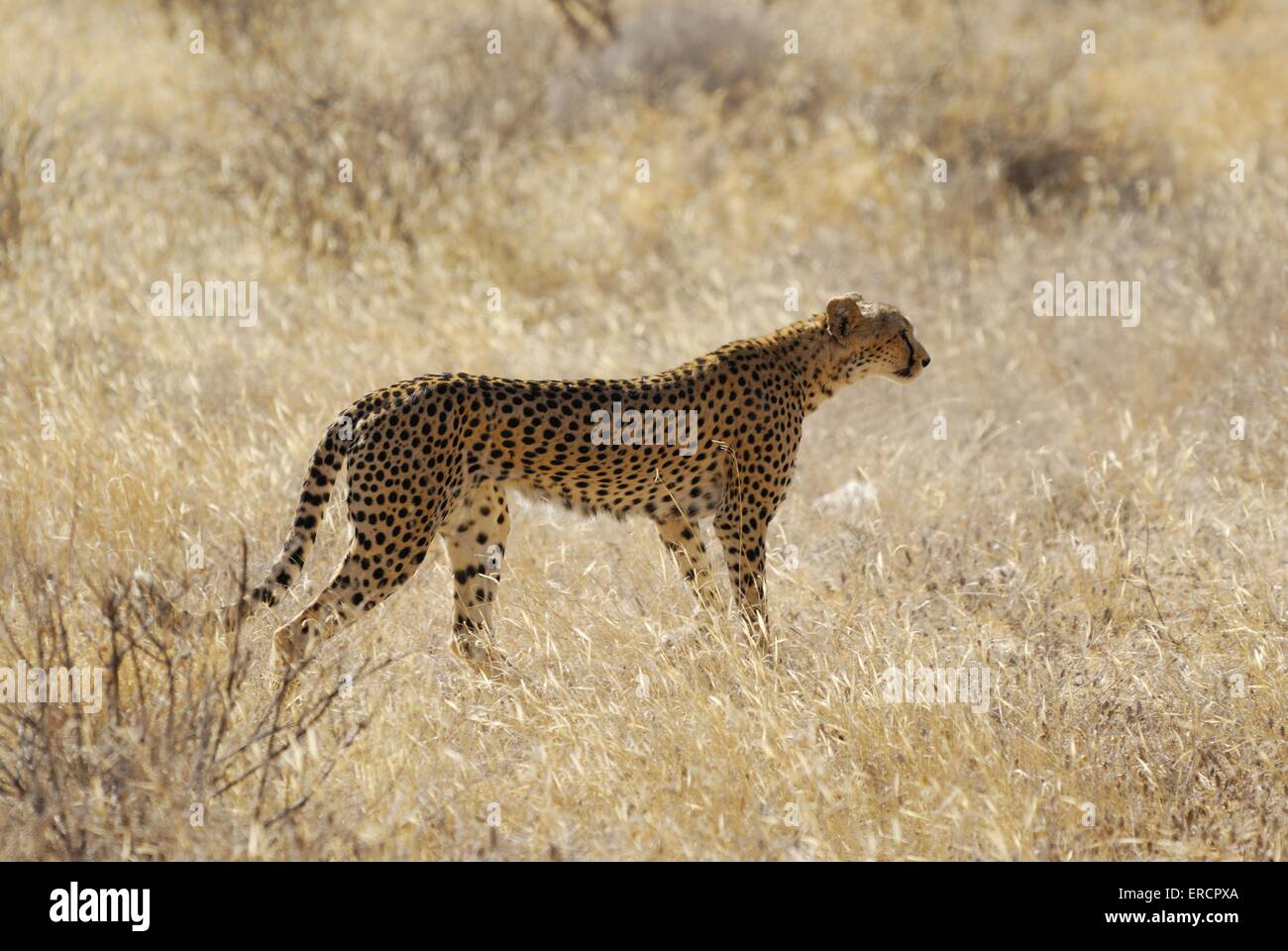 Cheetah side profile hi-res stock photography and images - Alamy