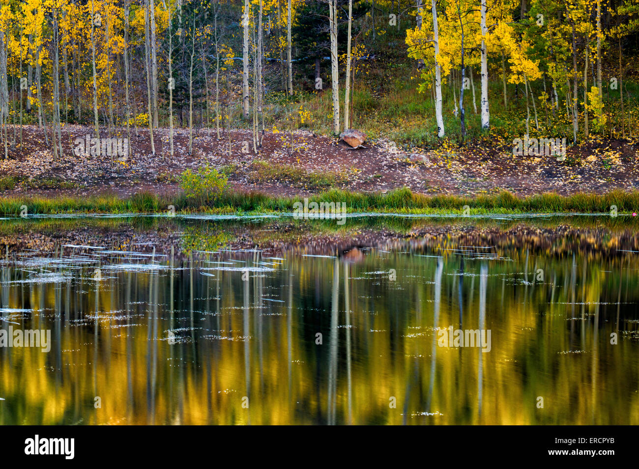 Autumn Aspen leaves reflections turn a country pond in Gikpin County ...